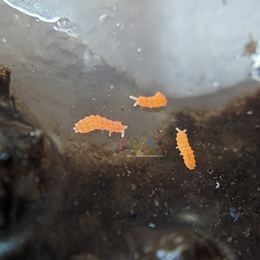 Orange Springtail Starter Culture – Pet Pedes and Pods