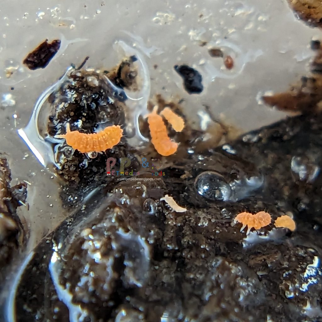 Orange Springtail Starter Culture – Pet Pedes and Pods