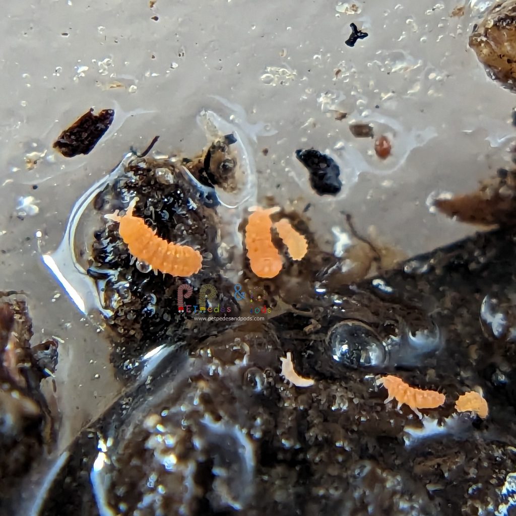 Orange Springtail Starter Culture – Pet Pedes and Pods