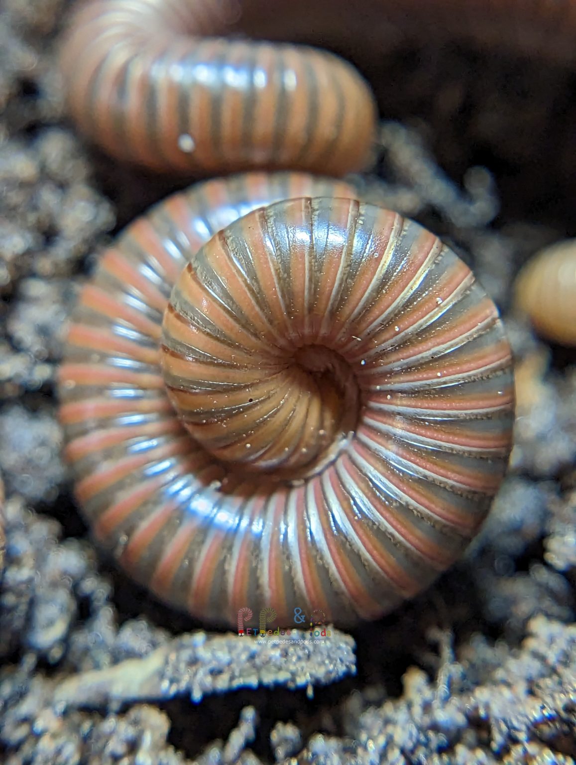Spirostreptus sp. 1 Globular Millipede – Pet Pedes and Pods