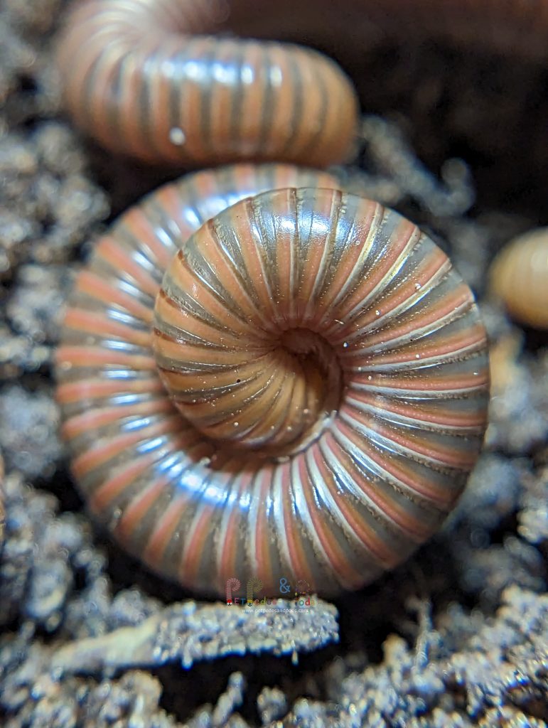 Spirostreptus sp. 1 Globular Millipede – Pet Pedes and Pods