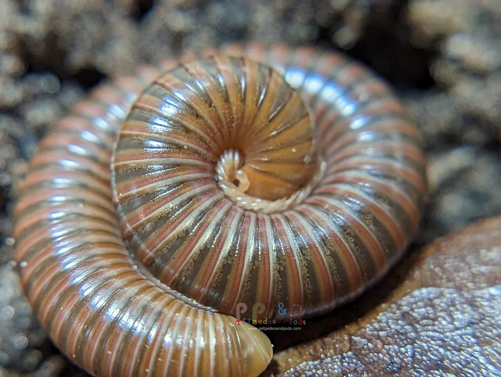 Spirostreptus sp. 1 Globular Millipede – Pet Pedes and Pods