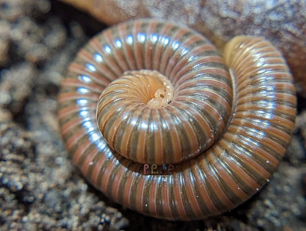 Spirostreptus sp. 1 Globular Millipede – Pet Pedes and Pods