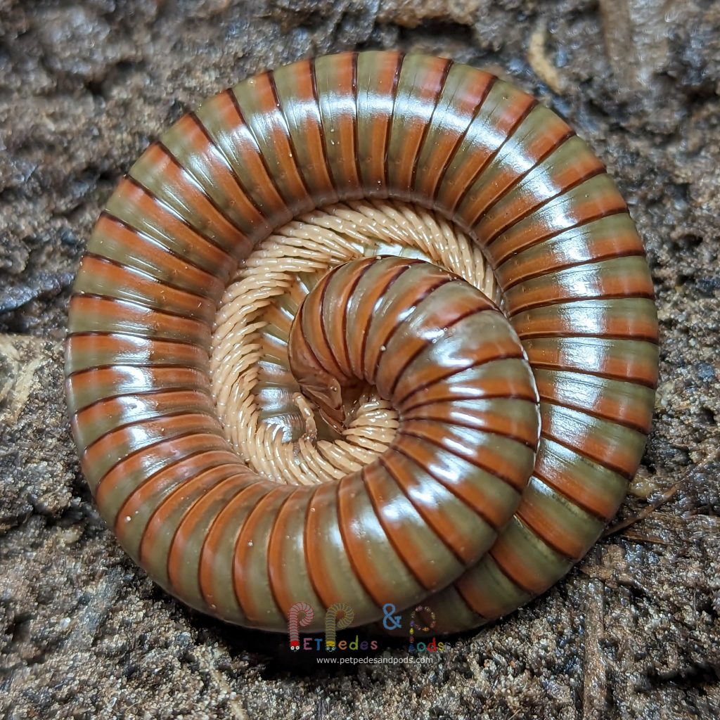 Spirostreptus sp. 1 Globular Millipede – Pet Pedes and Pods