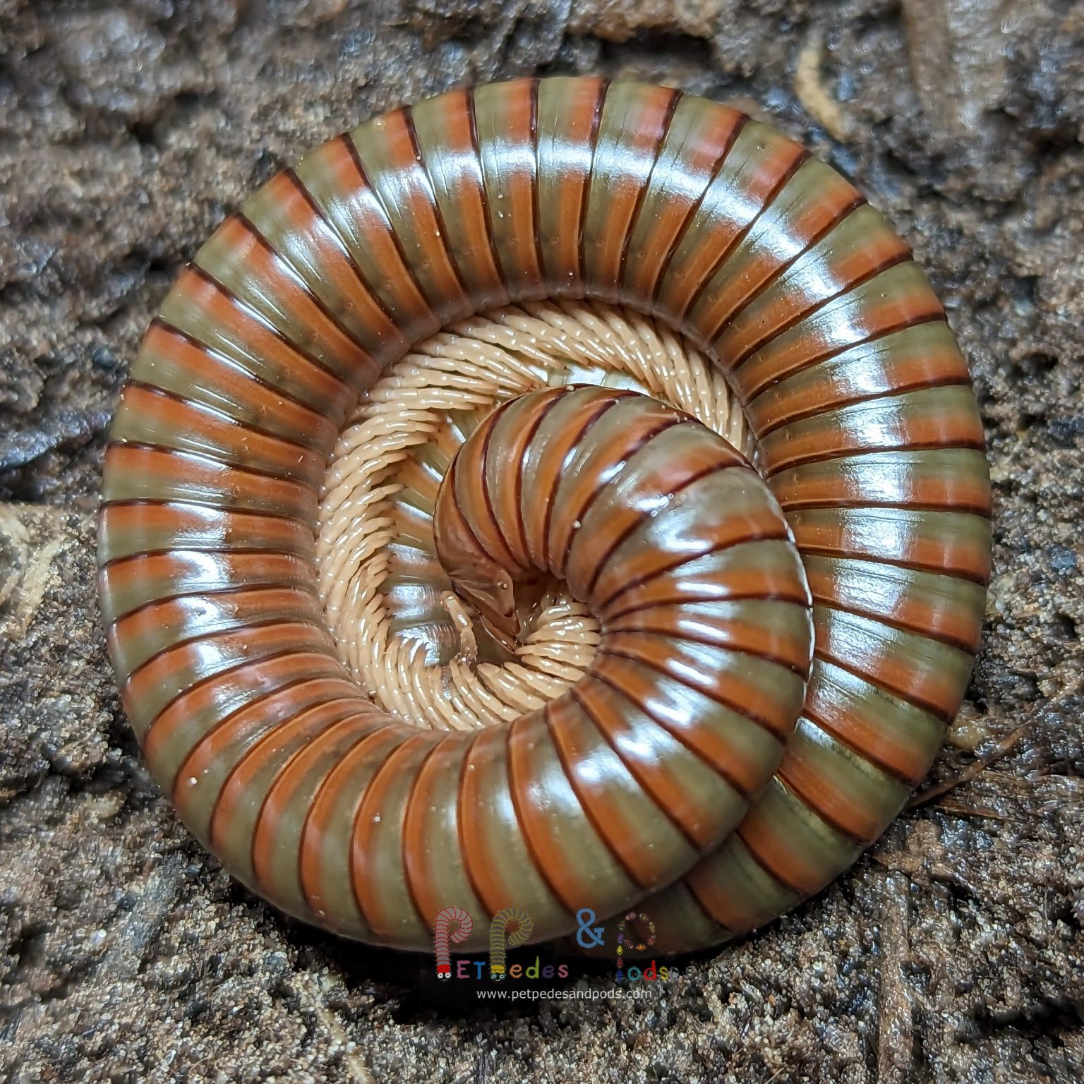 Spirostreptus sp. 1 Globular Millipede – Pet Pedes and Pods