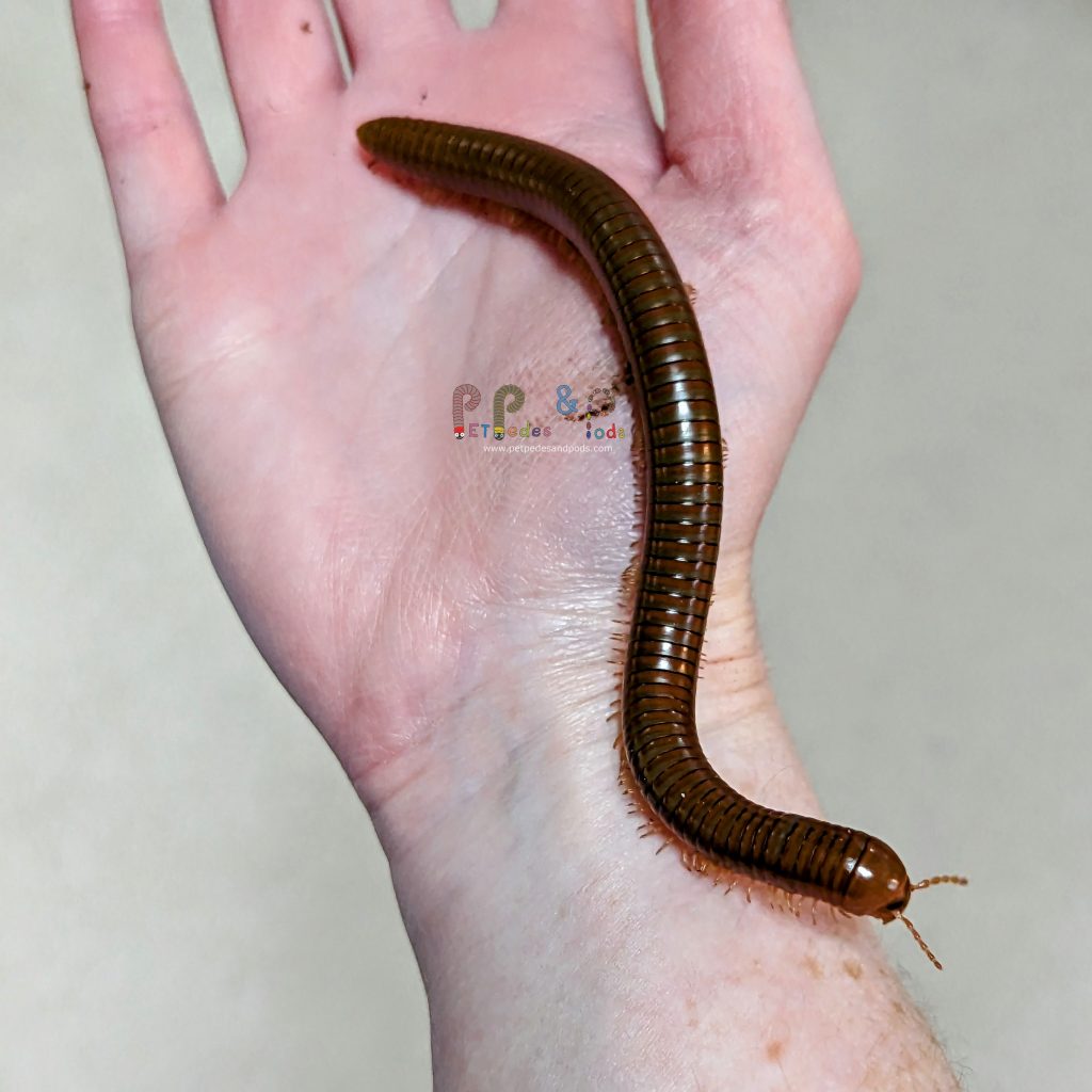 Spirostreptus sp. 1 Globular Millipede – Pet Pedes and Pods