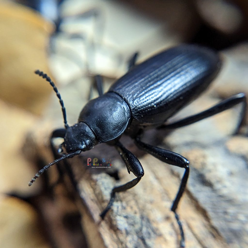Desert Beetle Care Guide – Pet Pedes and Pods