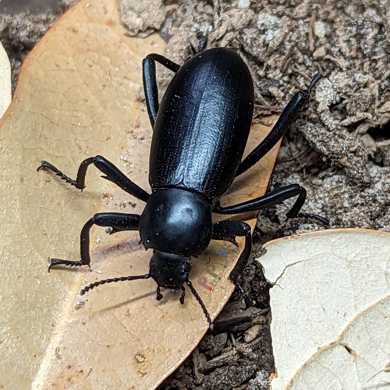 Eleodes armata CBB – Pet Pedes and Pods