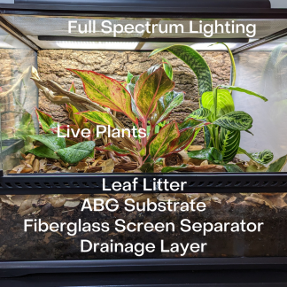 Building a Bioactive Vivarium – Pet Pedes and Pods