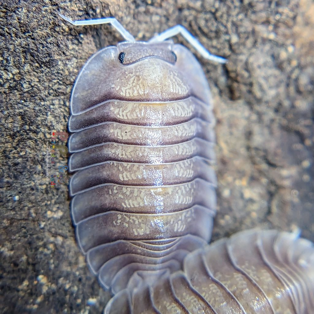 Cubaris – Page 2 – Pet Pedes and Pods