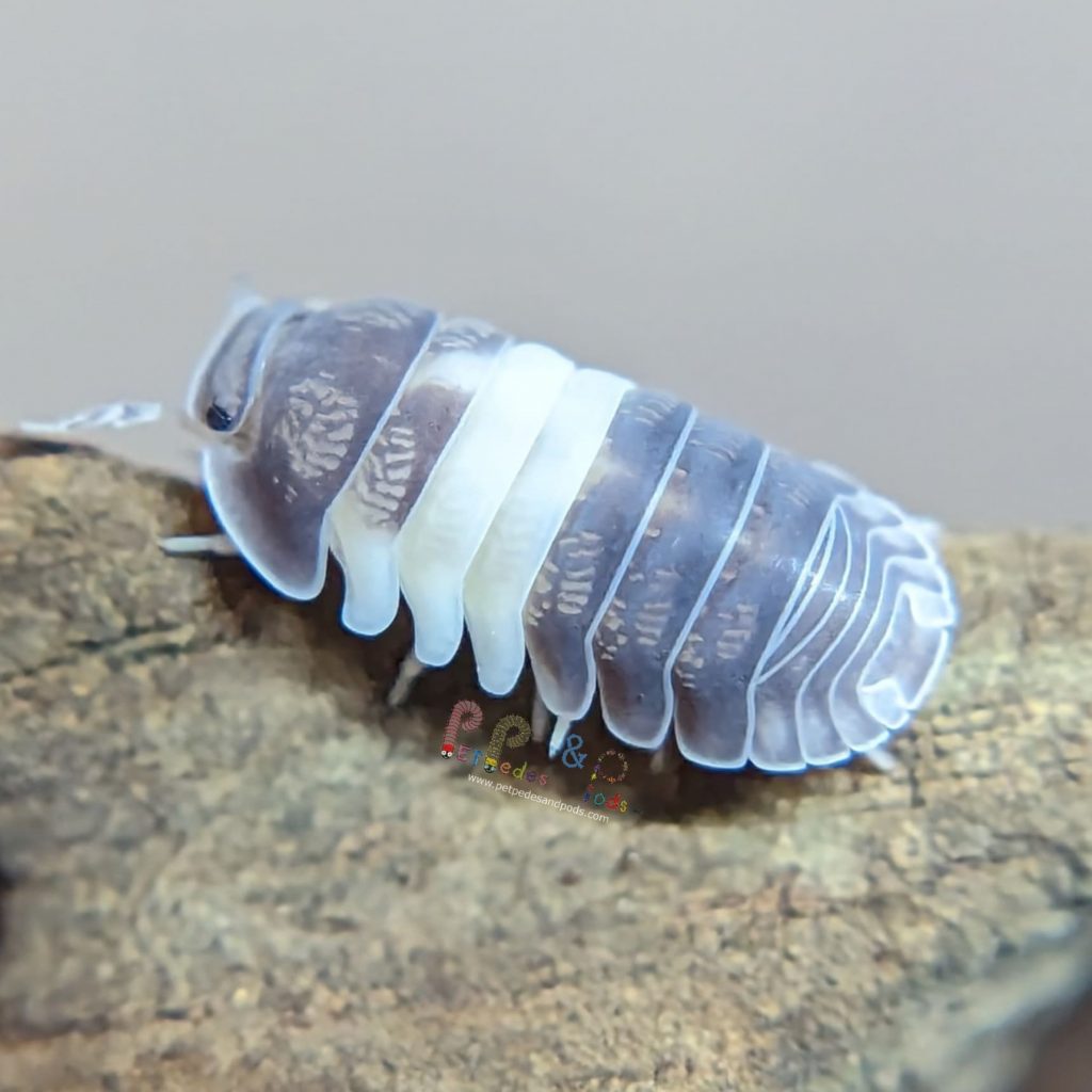 Isopods – Page 3 – Pet Pedes and Pods