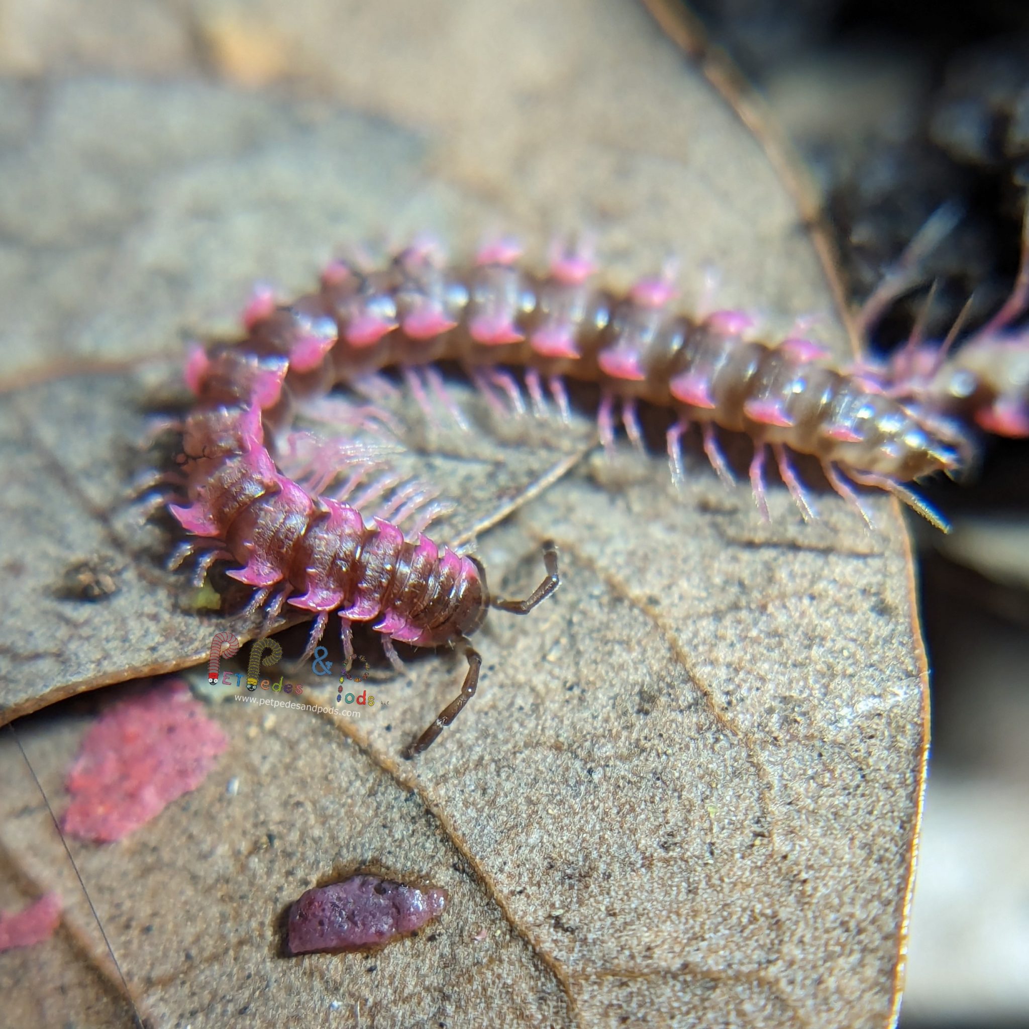 Millipedes – Pet Pedes and Pods
