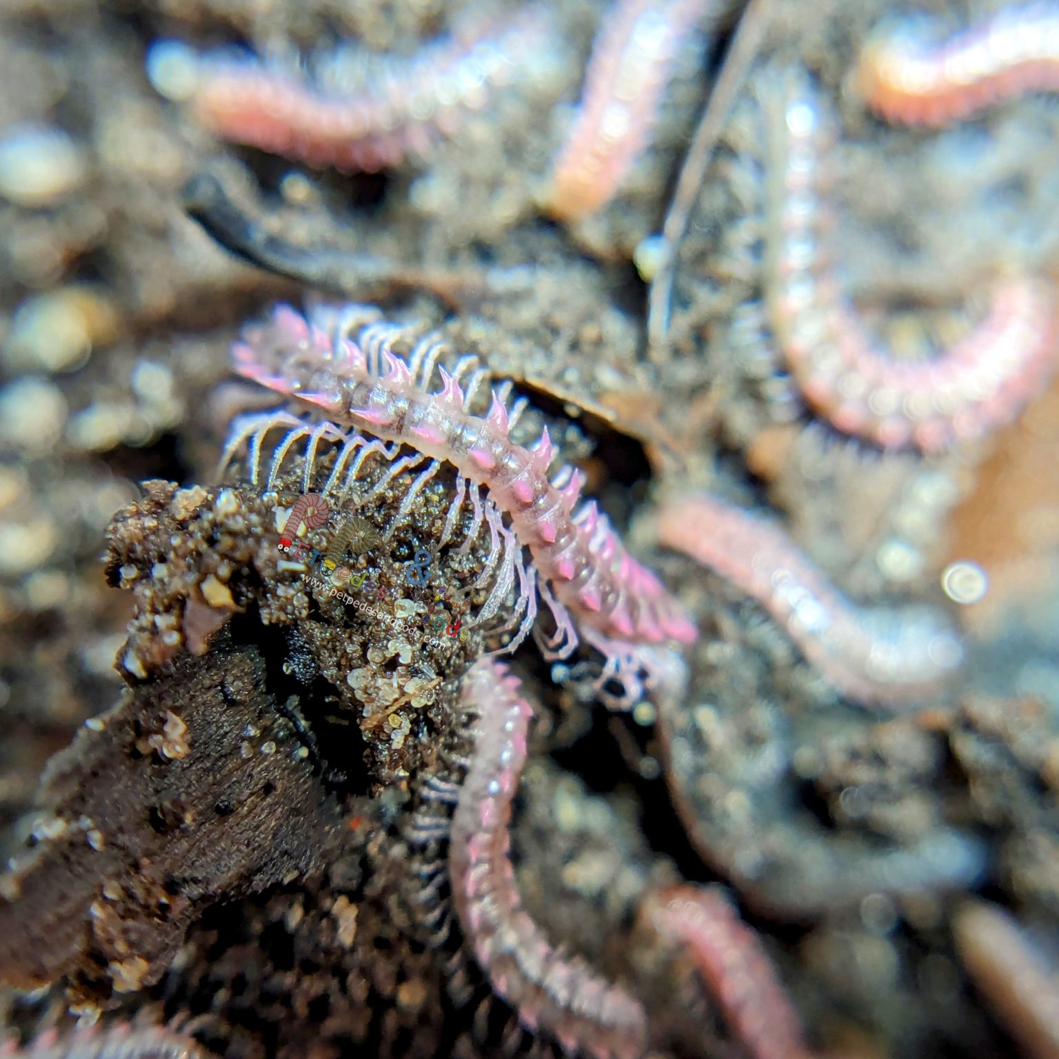 Pink Dragon Millipede Set of 5 – Pet Pedes and Pods
